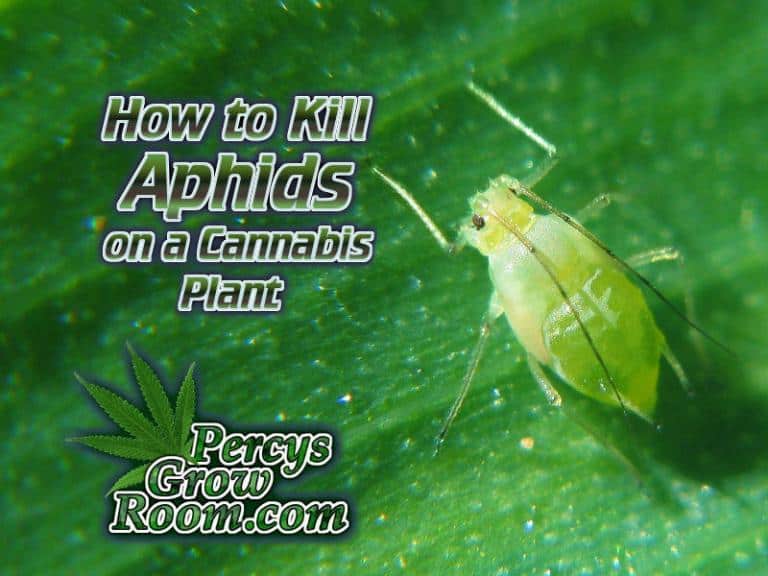 How to Kill Aphids on a Cannabis Plant - Percys Grow Room