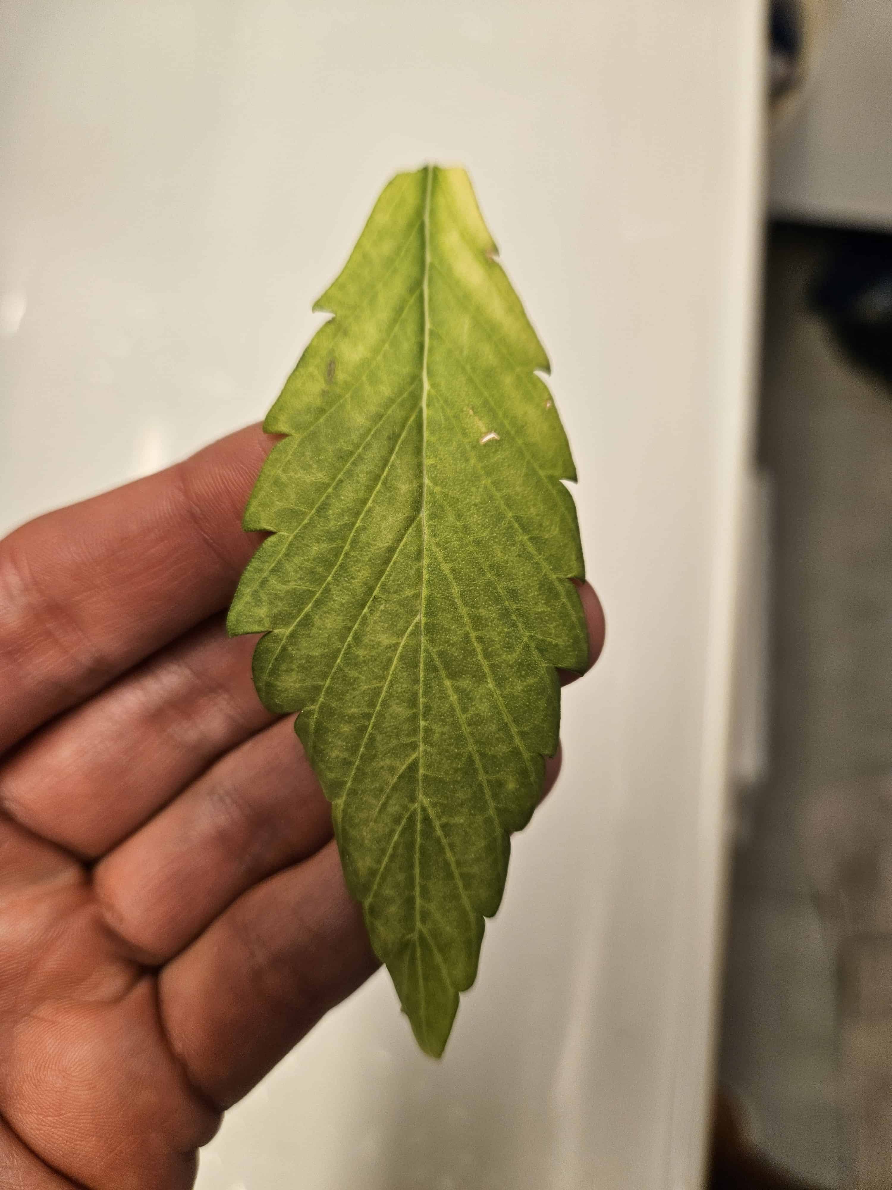 Leaves bleaching from veins. 4 different autoflowers, 1 is very obvious ...